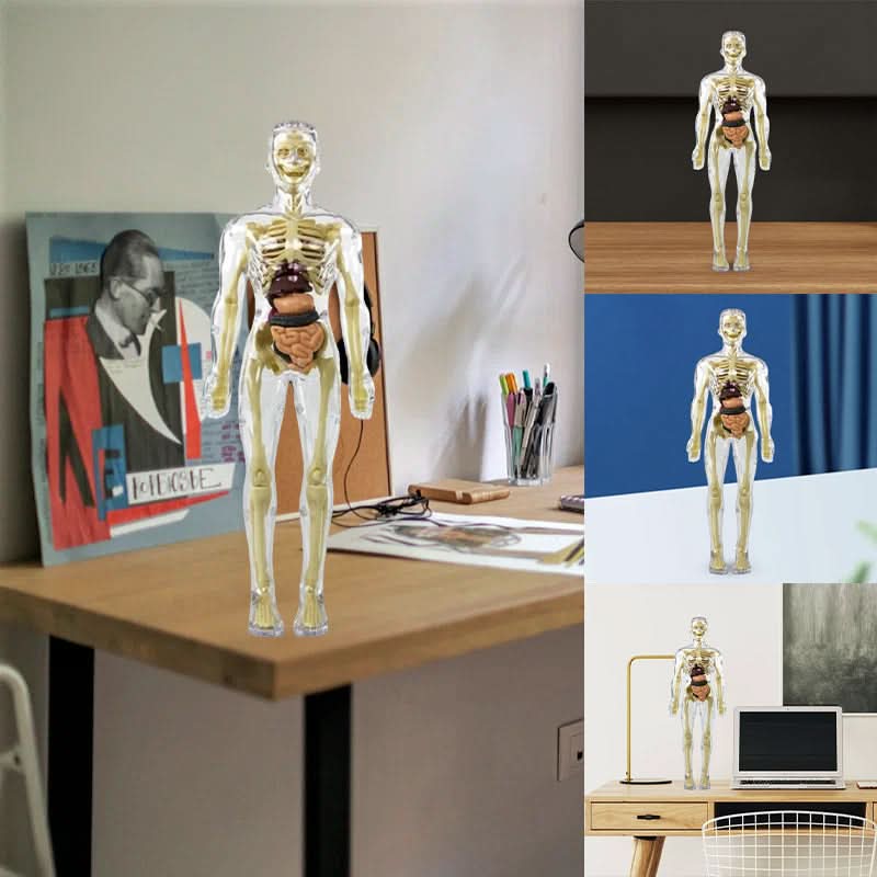 3D menselijk lichaam Torso Model voor Kid Anatomie Model Skelet ...